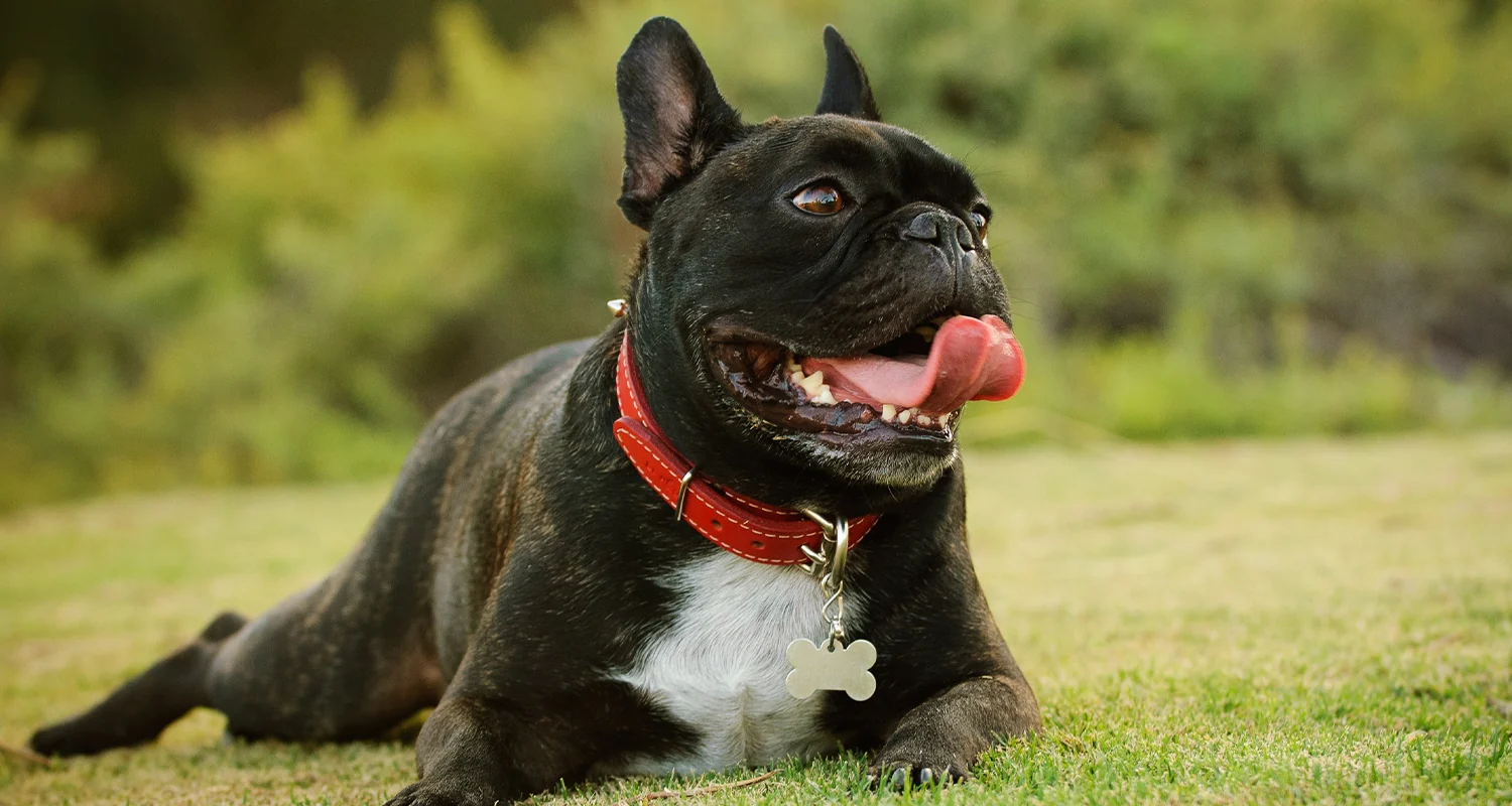 Why is My Dog Breathing Heavy? Top Causes and Fixes Revealed