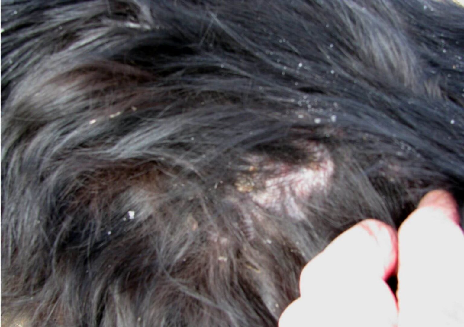 Dandruff in Dogs: The Hidden Problem Lurking on Fur