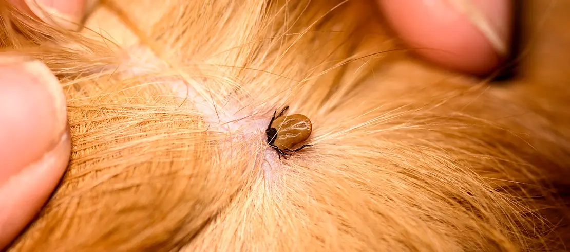 How to Identify Fully Embedded Ticks on Dogs