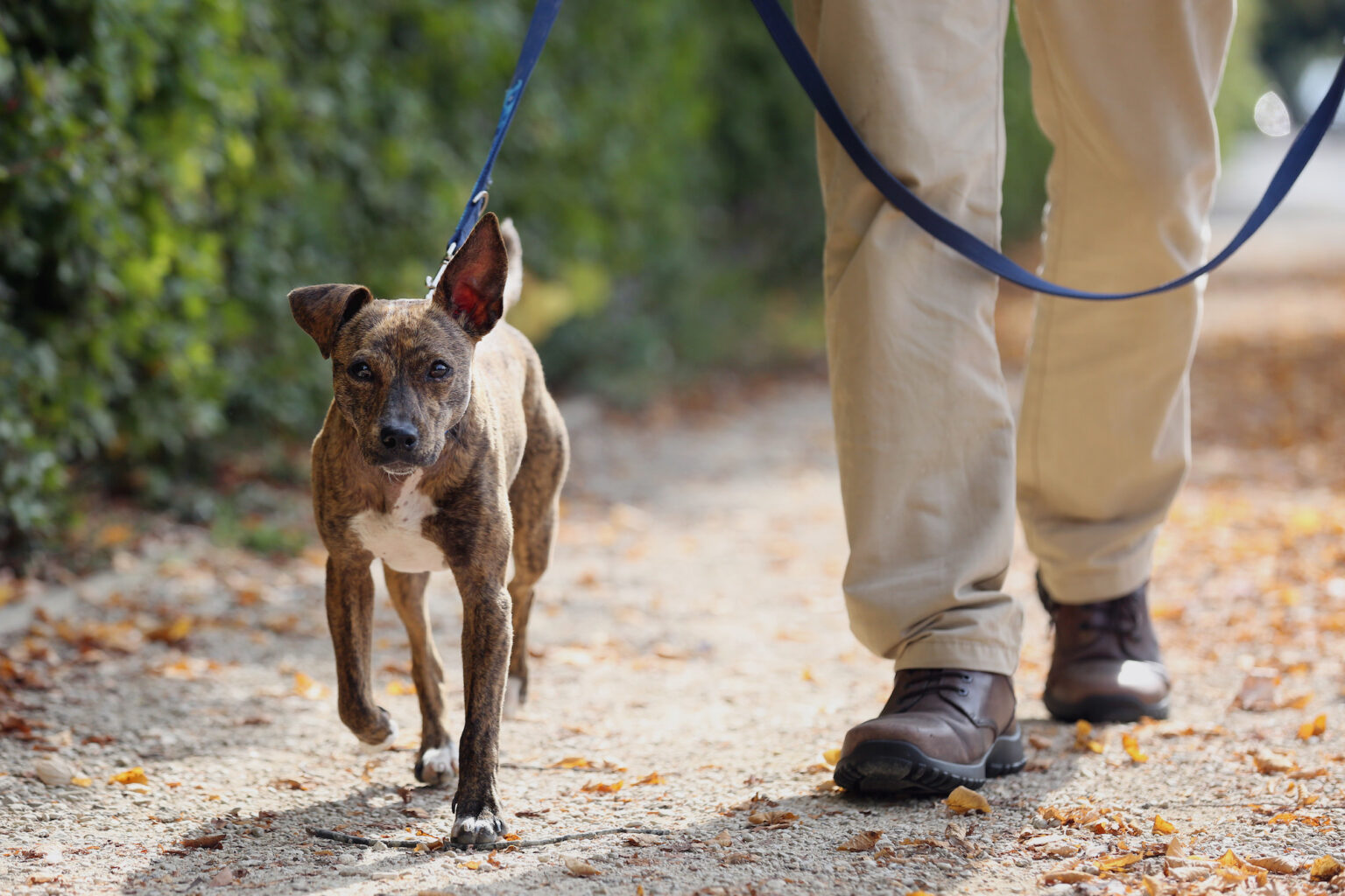 Top dog-friendly walking routes in the UK
